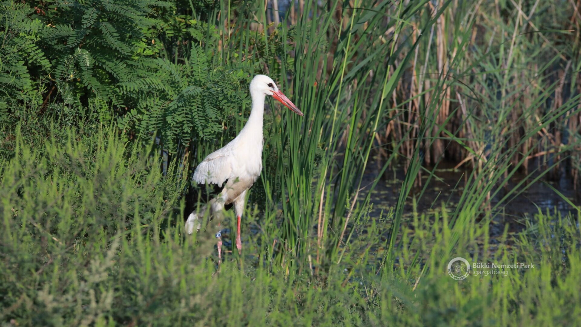 Dormánd - Nagy-Hanyi tanösvény - Túra részletek - Ipolytarnóci ...