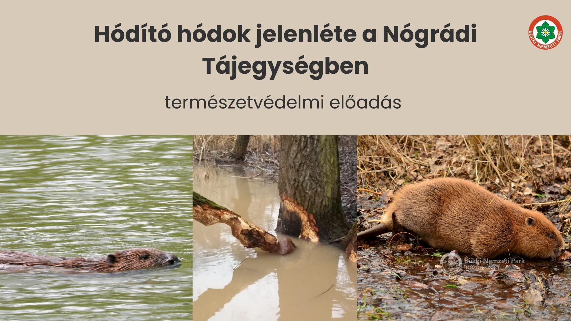 Hódító hódok jelenléte a Nógrádi Tájegységben - Program részletek ...